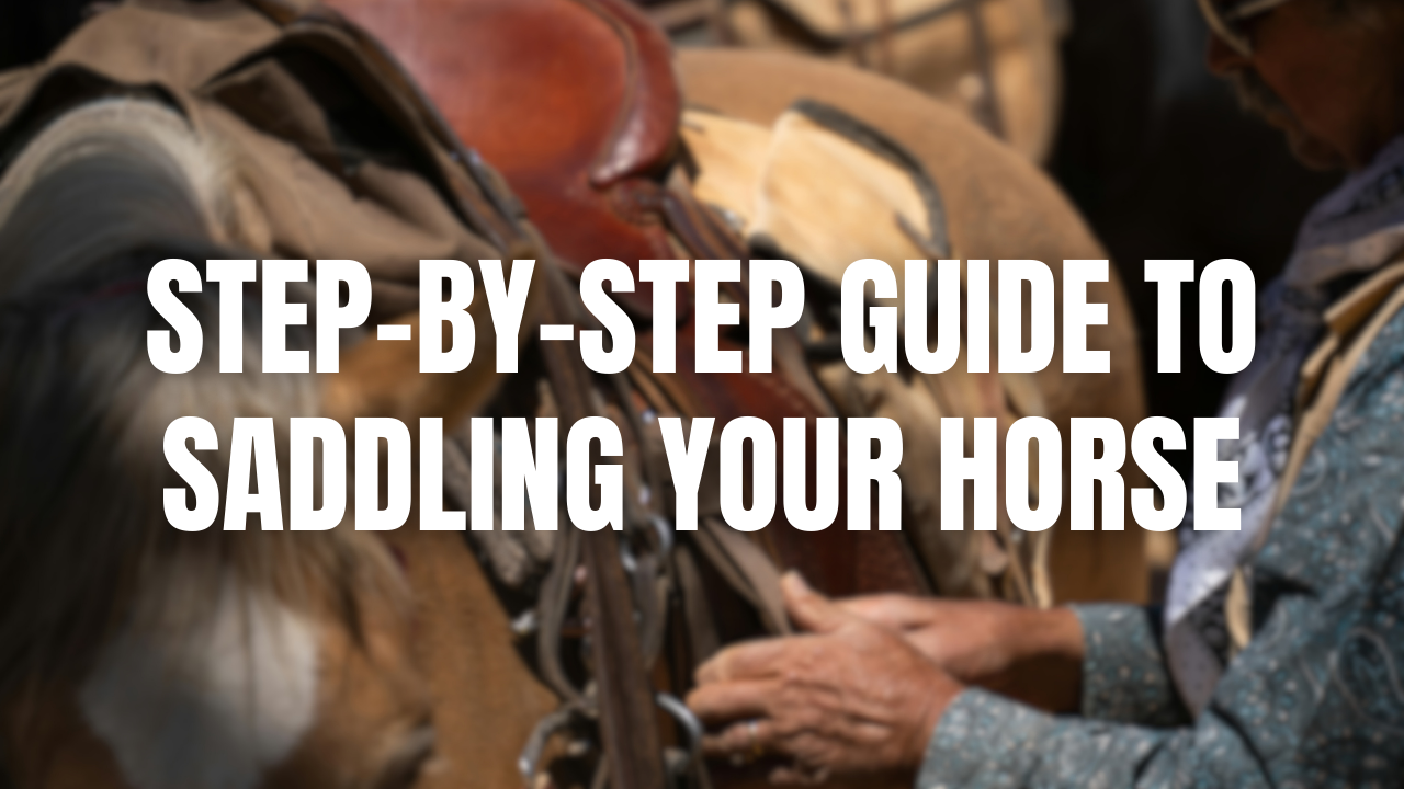 Saddling a Horse: Everything You Need to Know – Mousm